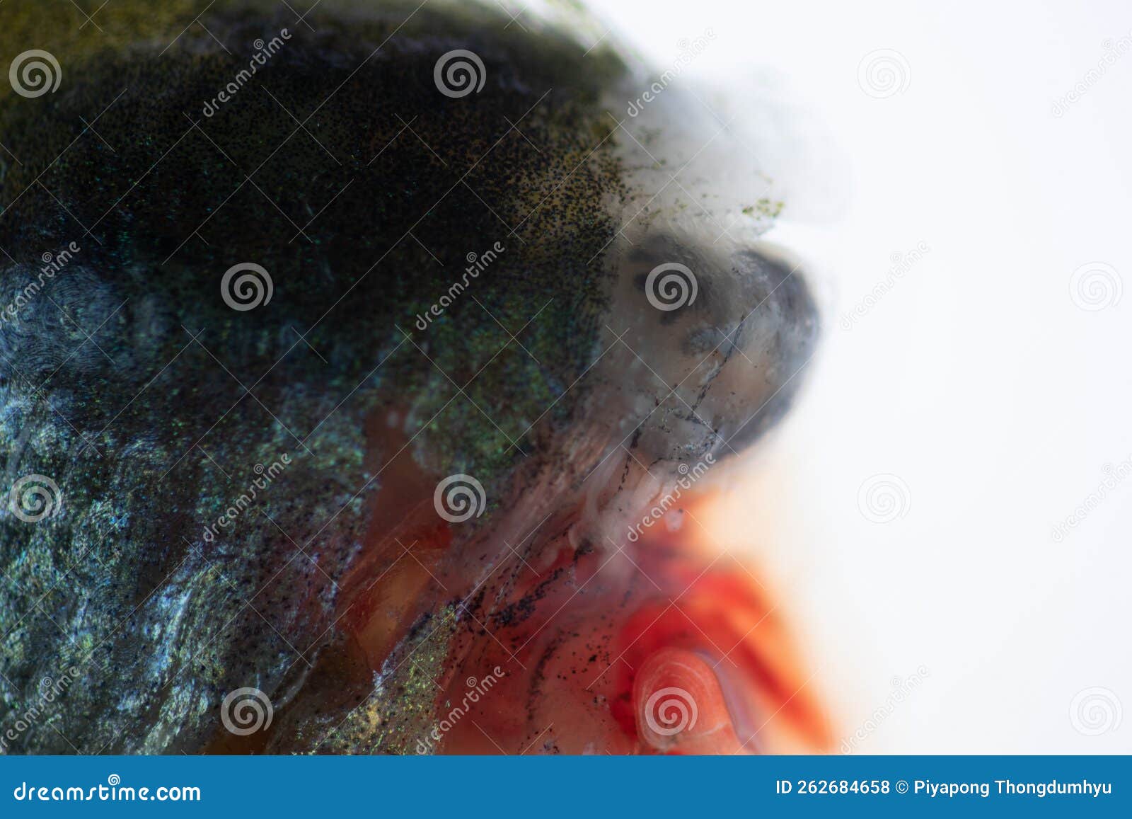 Study of Argulus Sp. and Clinostomum Sp. Under Microscope View in ...