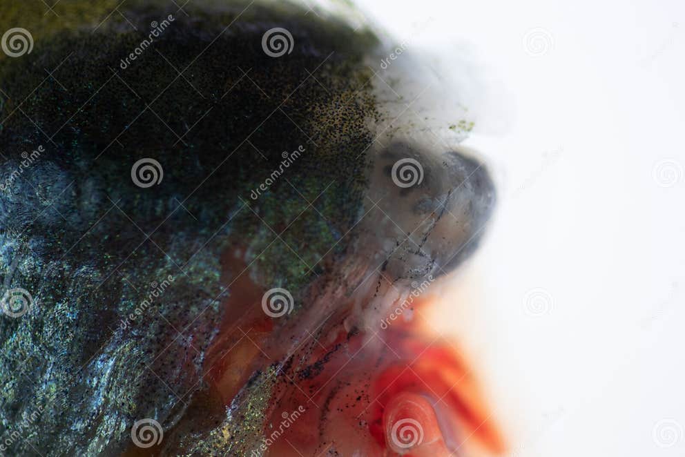 Study of Argulus Sp. and Clinostomum Sp. Under Microscope View in ...