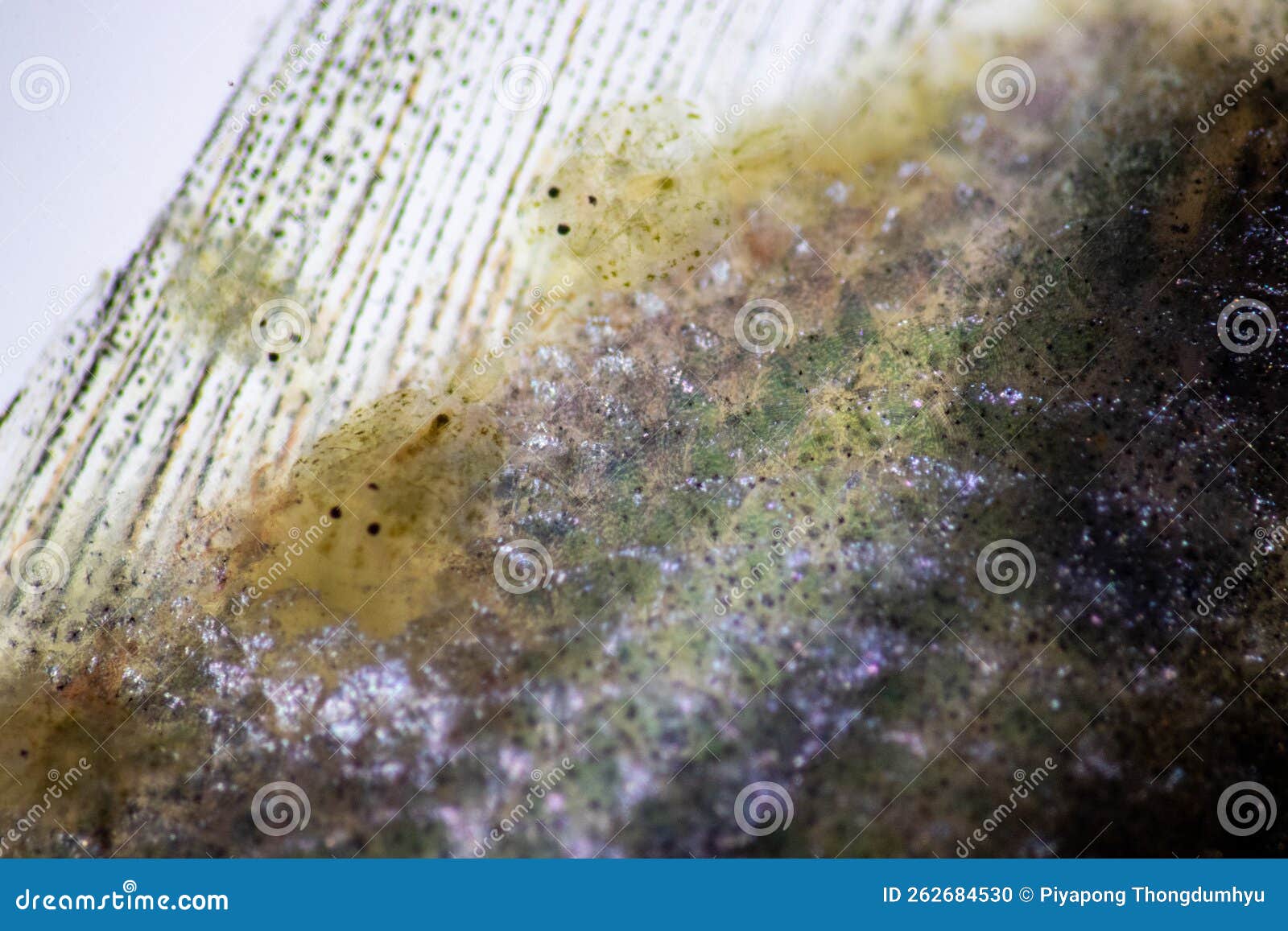 Study of Argulus Sp. and Clinostomum Sp. Under Microscope View in ...