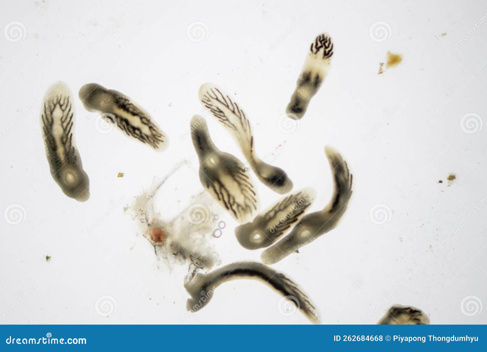 Study of Argulus Sp. and Clinostomum Sp. Under Microscope View in ...