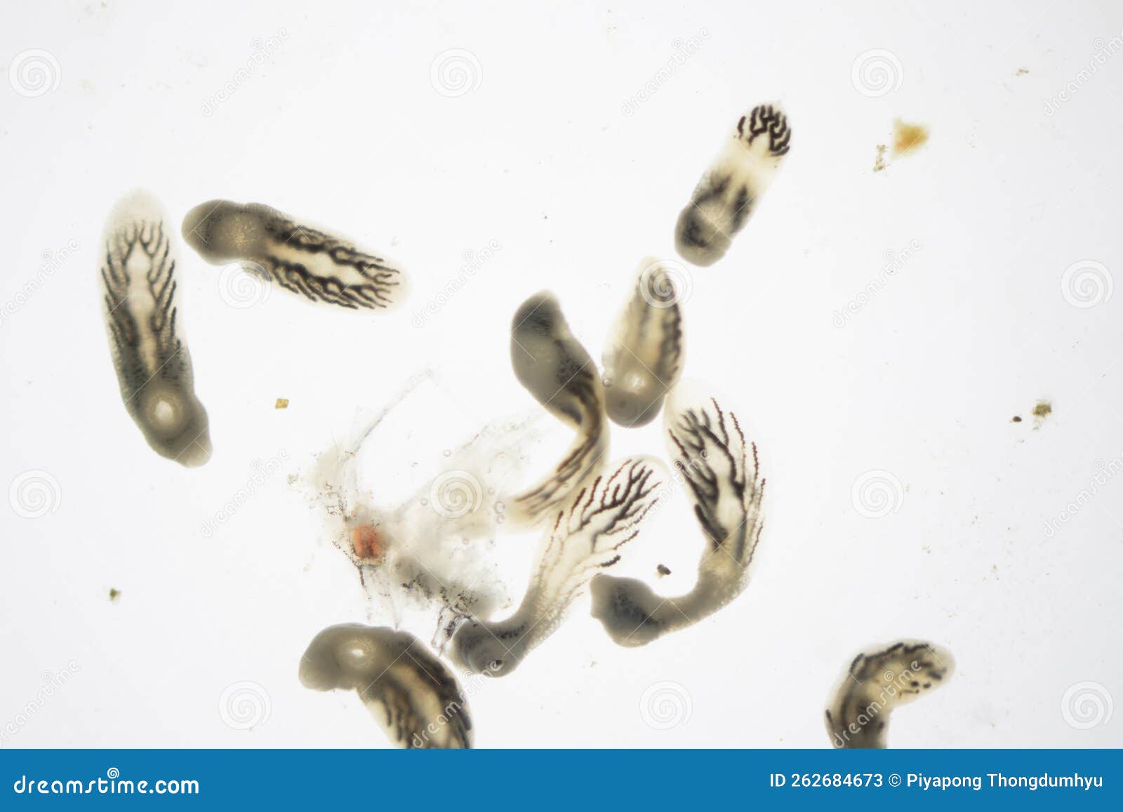 Study of Argulus Sp. and Clinostomum Sp. Under Microscope View in ...