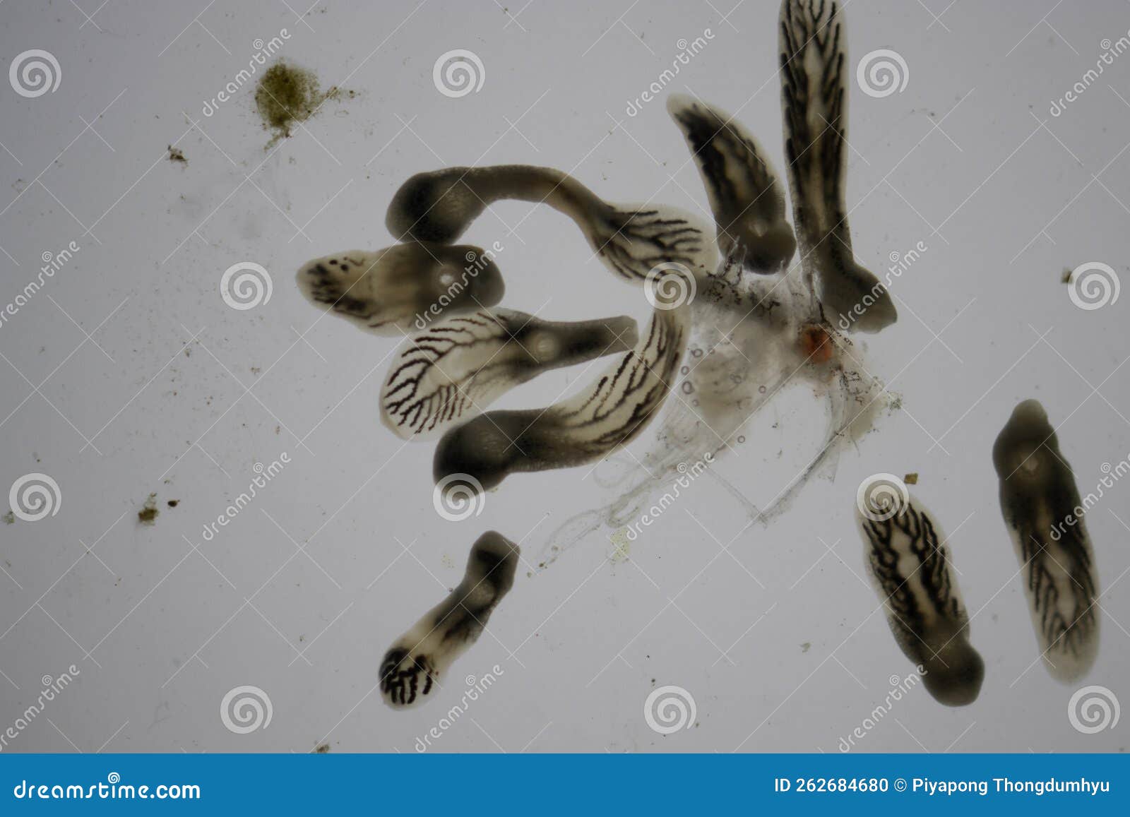 Study of Argulus Sp. and Clinostomum Sp. Under Microscope View in ...