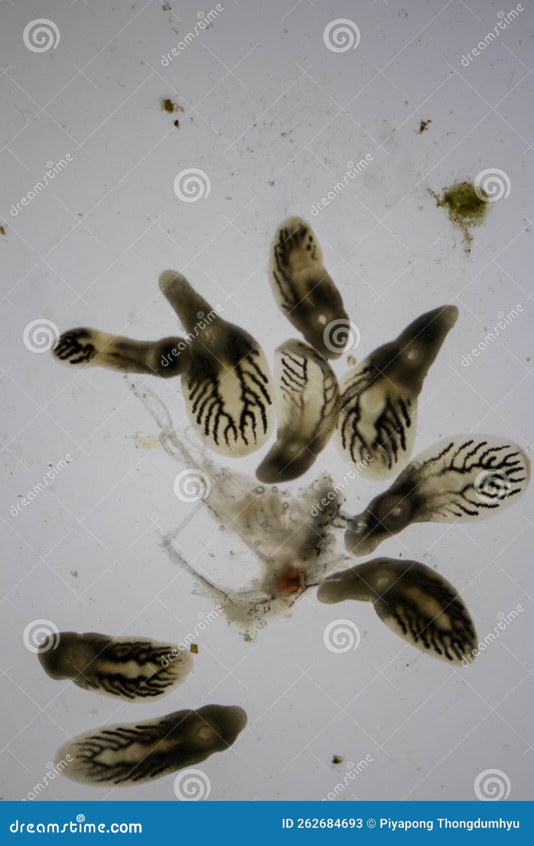 Study of Argulus Sp. and Clinostomum Sp. Under Microscope View in ...