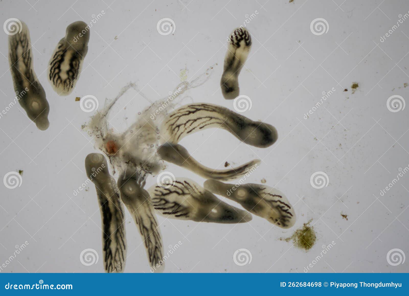 Study of Argulus Sp. and Clinostomum Sp. Under Microscope View in ...