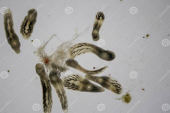 Study of Argulus Sp. and Clinostomum Sp. Under Microscope View in ...