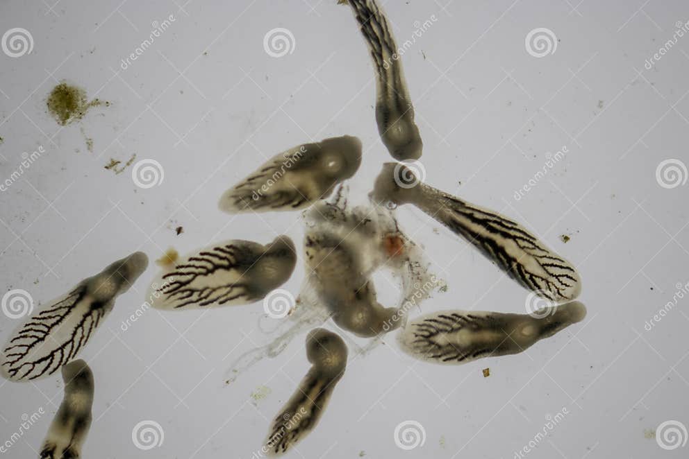 Study of Argulus Sp. and Clinostomum Sp. Under Microscope View in ...