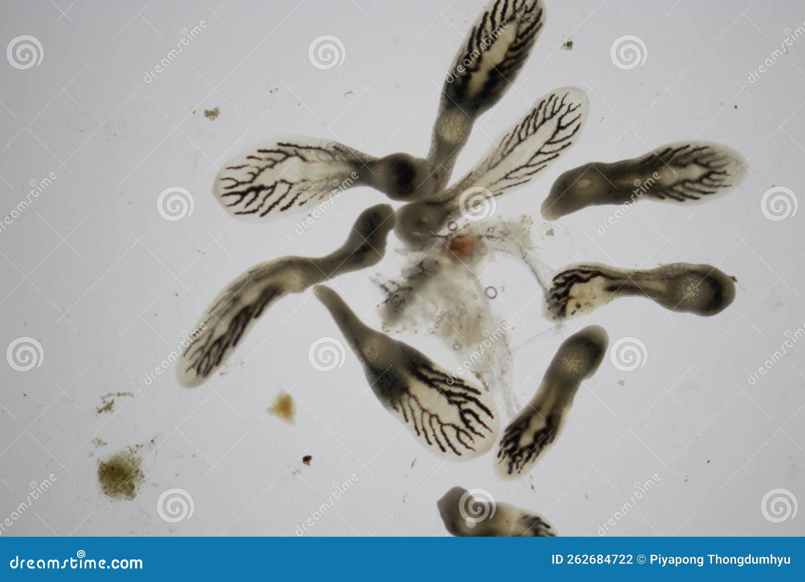 Study of Argulus Sp. and Clinostomum Sp. Under Microscope View in ...