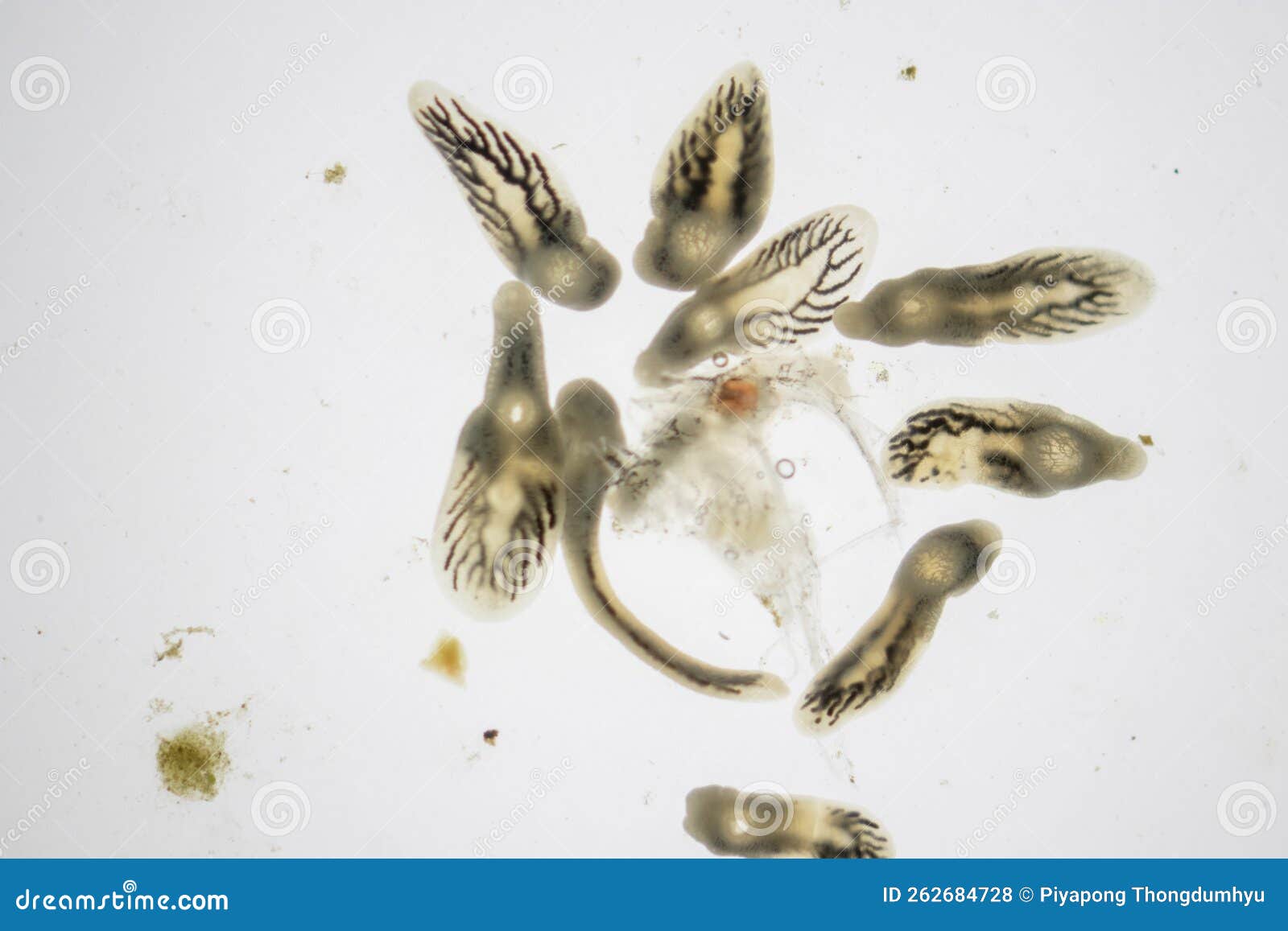 Study of Argulus Sp. and Clinostomum Sp. Under Microscope View in ...