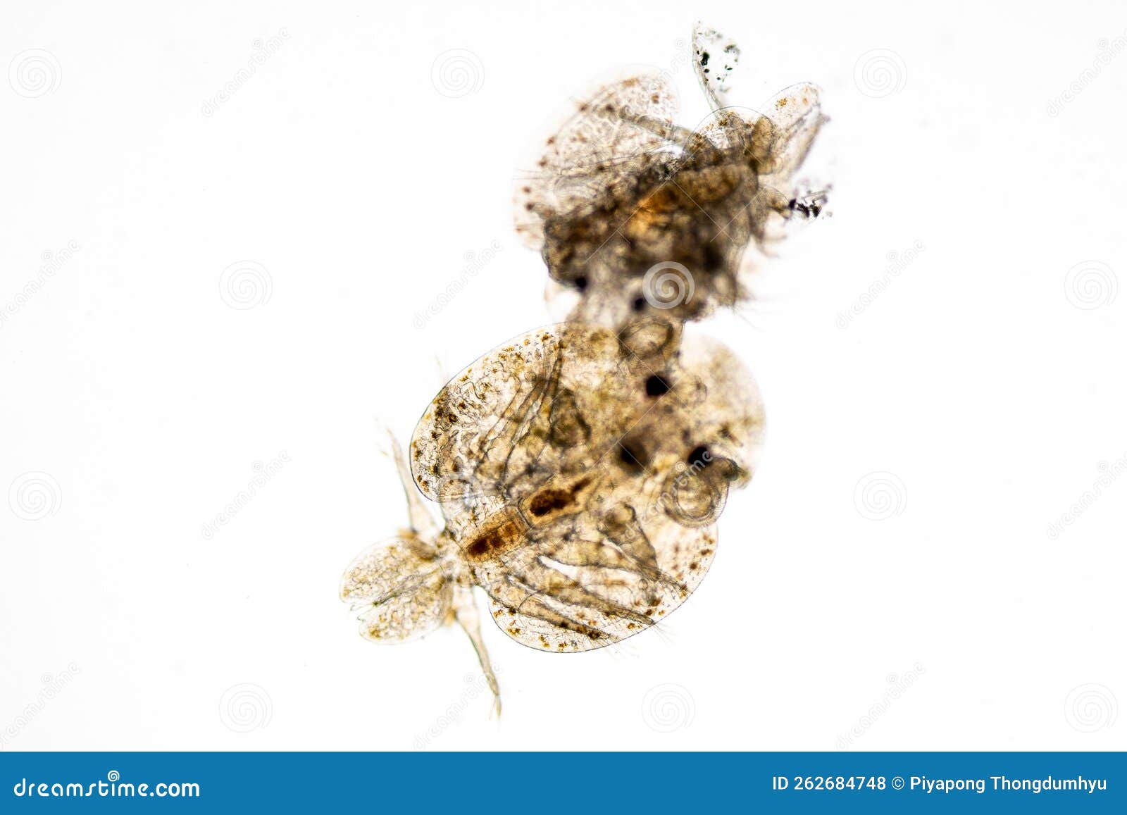 Study of Argulus Sp. and Clinostomum Sp. Under Microscope View in ...