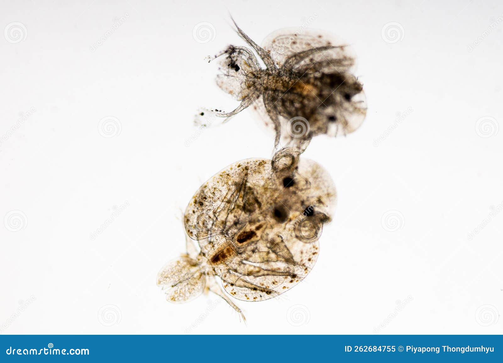 Study of Argulus Sp. and Clinostomum Sp. Under Microscope View in ...