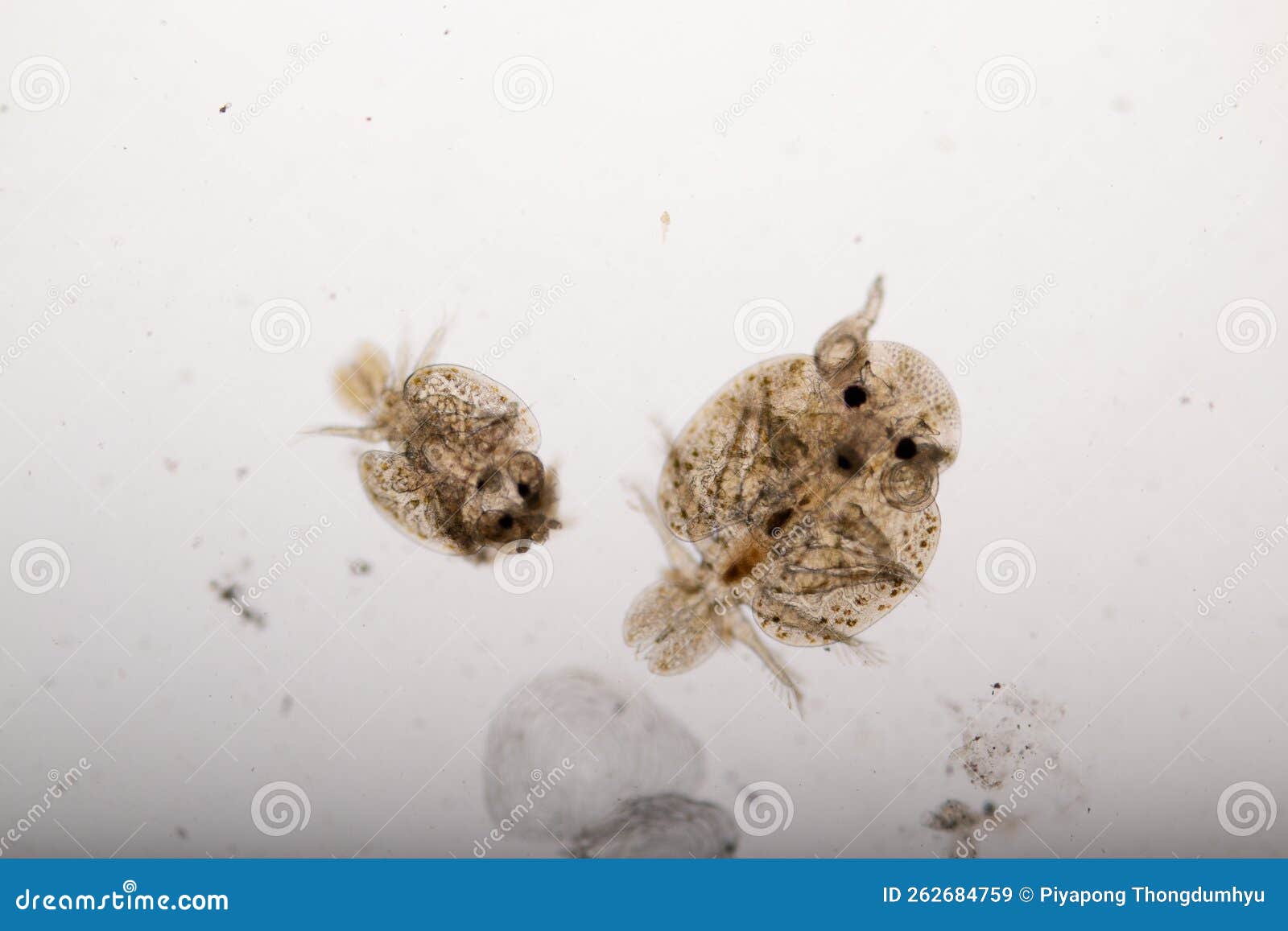 Study of Argulus Sp. and Clinostomum Sp. Under Microscope View in ...
