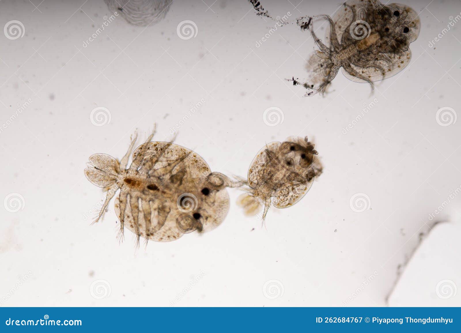 Study of Argulus Sp. and Clinostomum Sp. Under Microscope View in ...