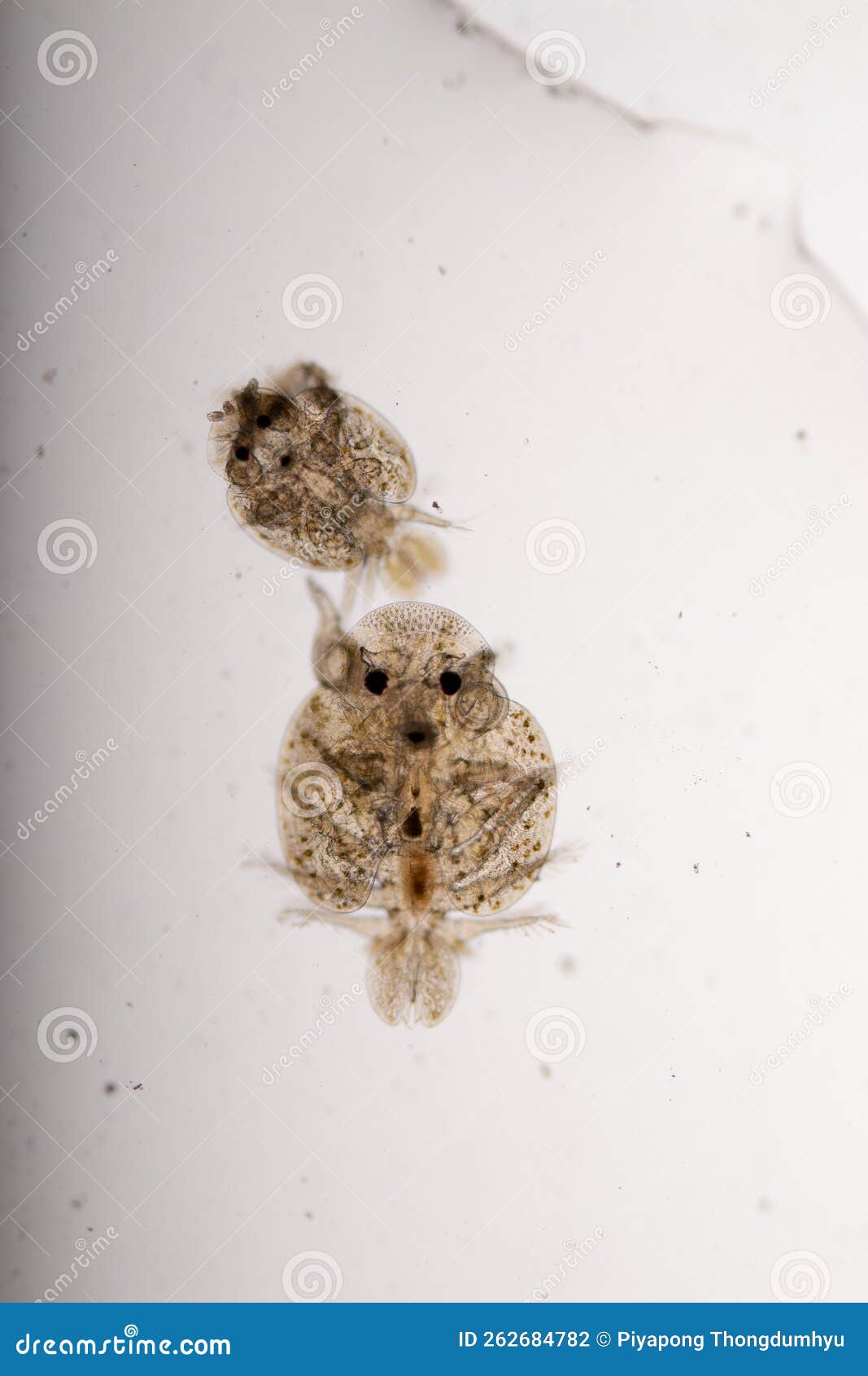 Study of Argulus Sp. and Clinostomum Sp. Under Microscope View in ...