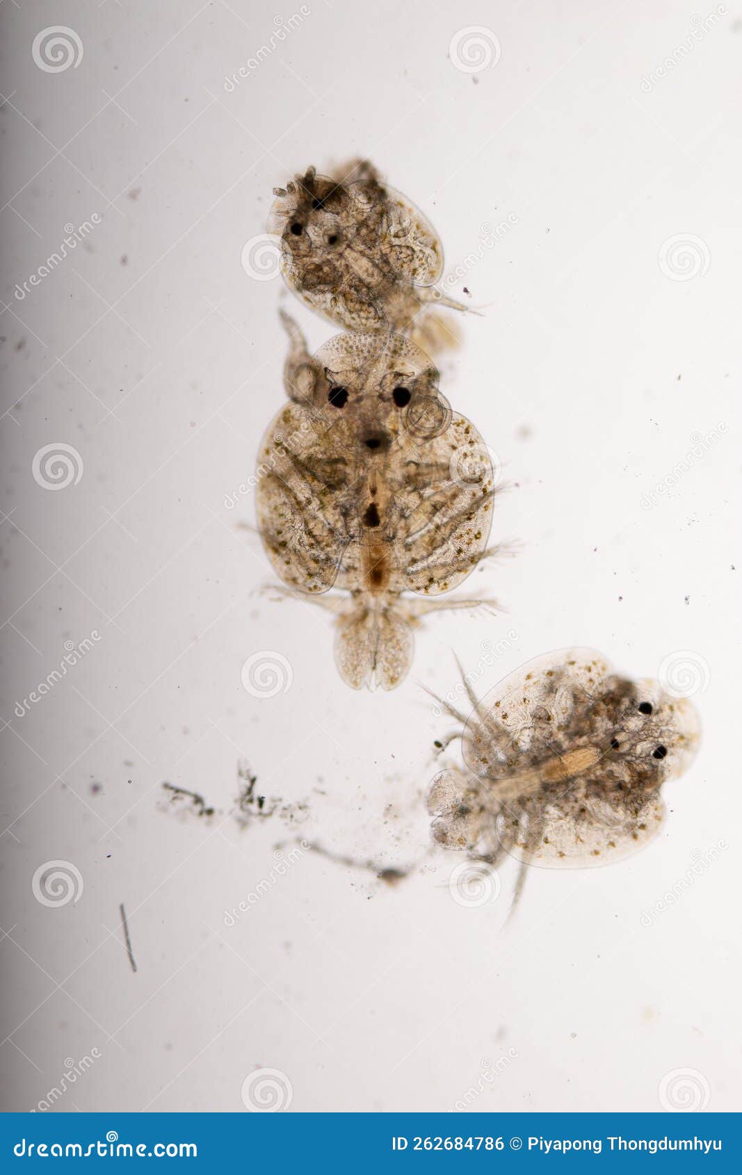 Study of Argulus Sp. and Clinostomum Sp. Under Microscope View in ...