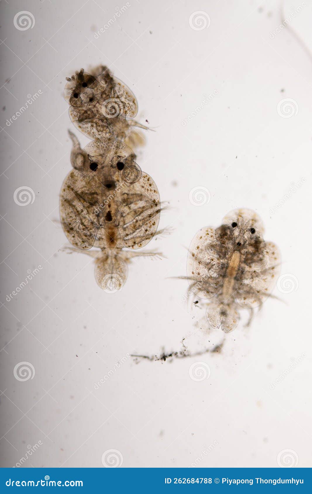 Study of Argulus Sp. and Clinostomum Sp. Under Microscope View in ...