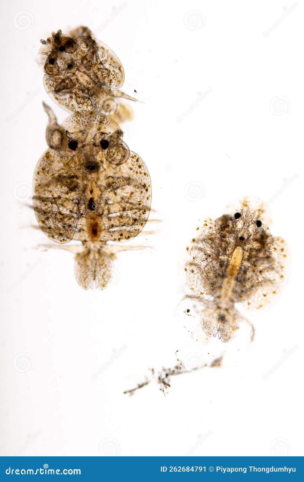 Study of Argulus Sp. and Clinostomum Sp. Under Microscope View in ...