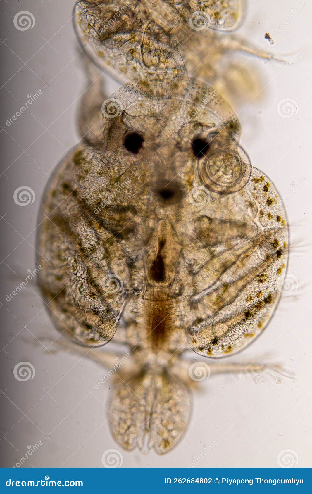 Study of Argulus Sp. and Clinostomum Sp. Under Microscope View in ...