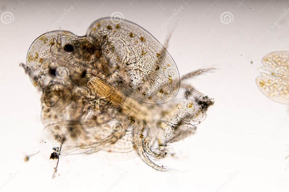 Study of Argulus Sp. and Clinostomum Sp. Under Microscope View in ...