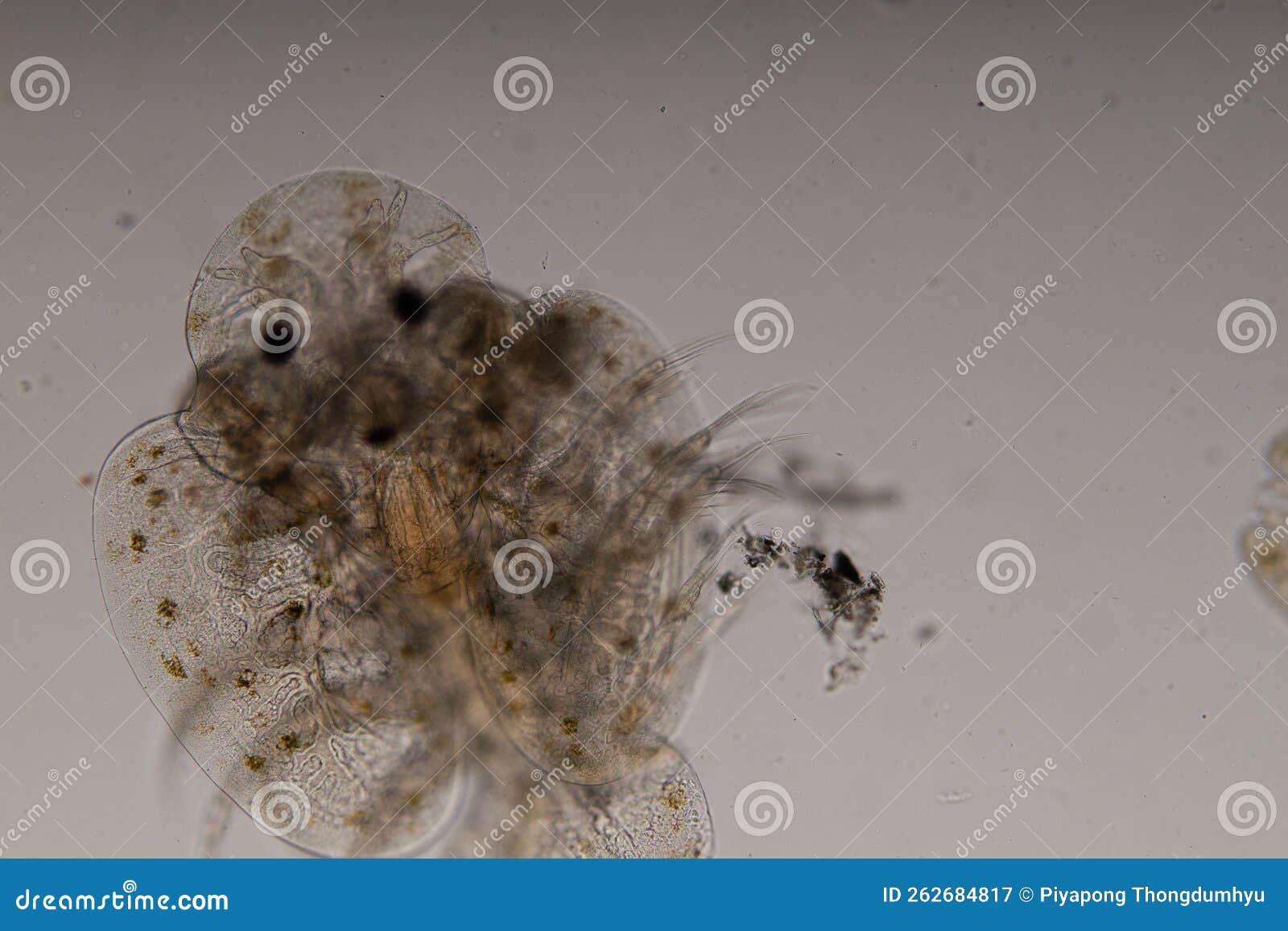 Study of Argulus Sp. and Clinostomum Sp. Under Microscope View in ...