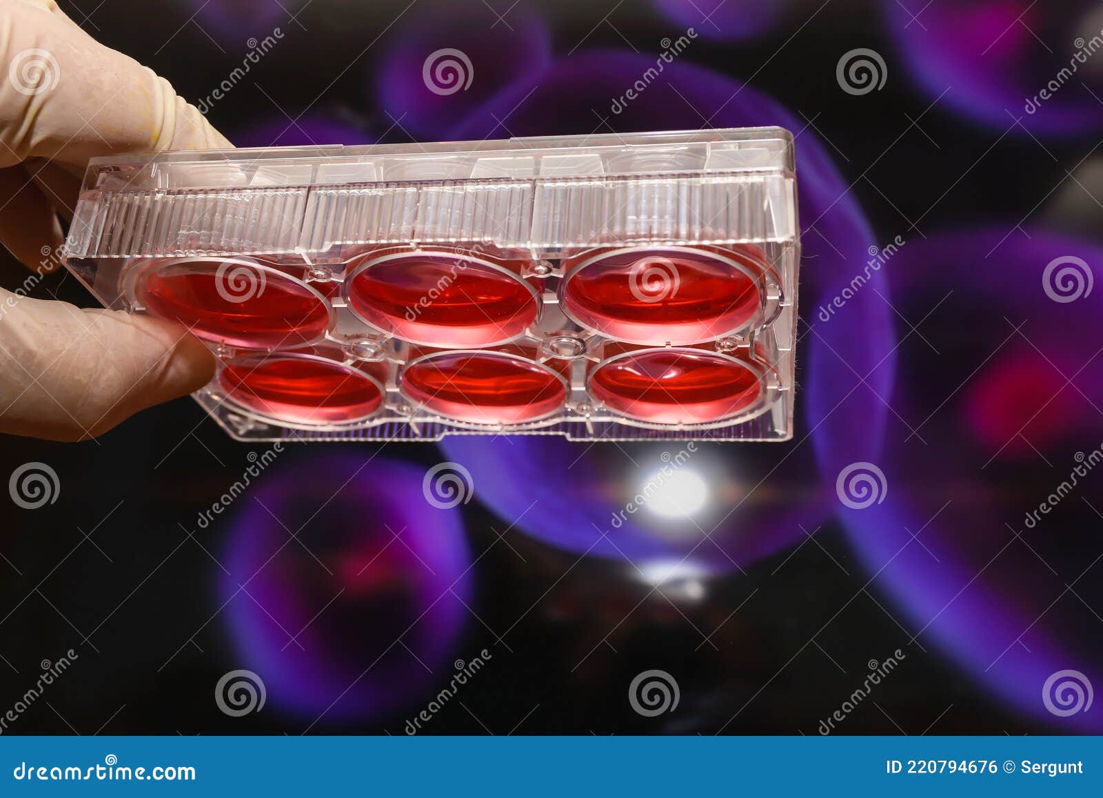 The Study of a Biological Sample in the Laboratory Stock Photo - Image ...