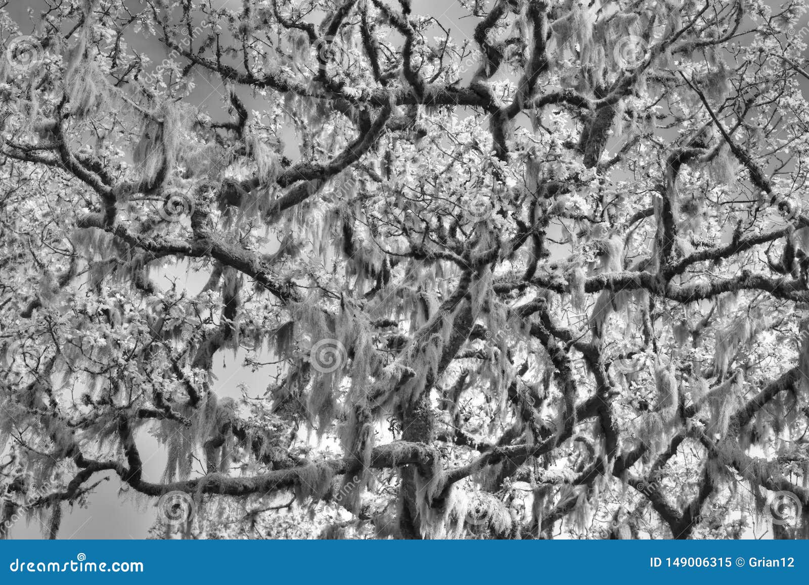 Study in Black and White of an Ancient Oak Tree Stock Image - Image of ...