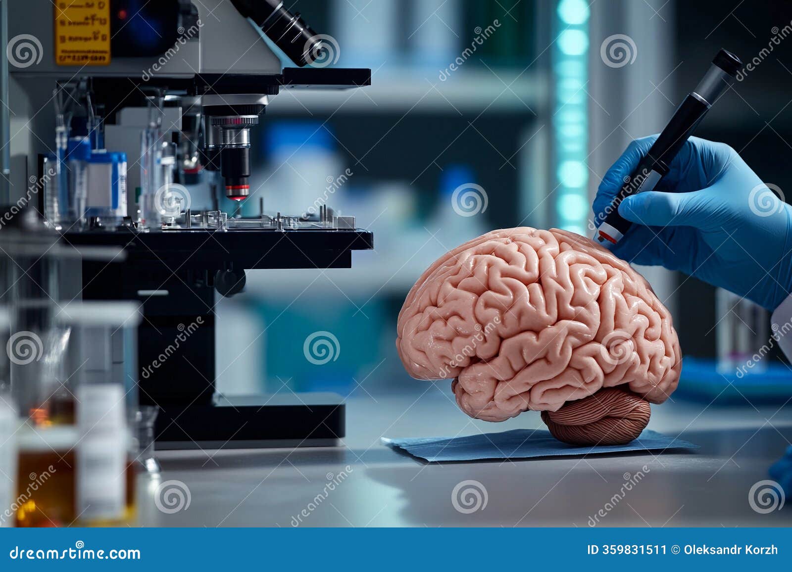 Study of Brain Anatomy Using a Microscope in a Laboratory Setting Stock ...