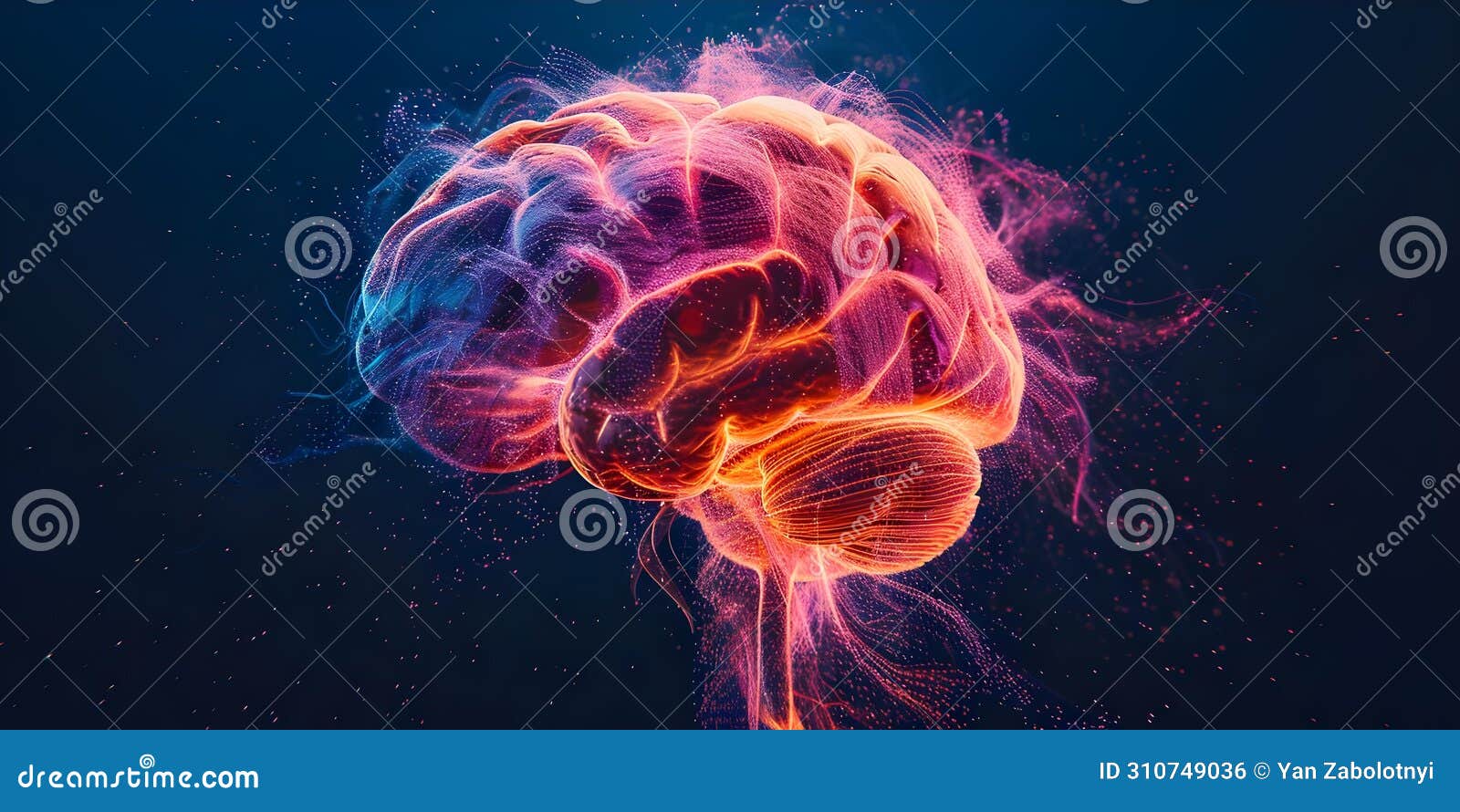 Study the Complex Structure of the Human Brain and Central Nervous ...