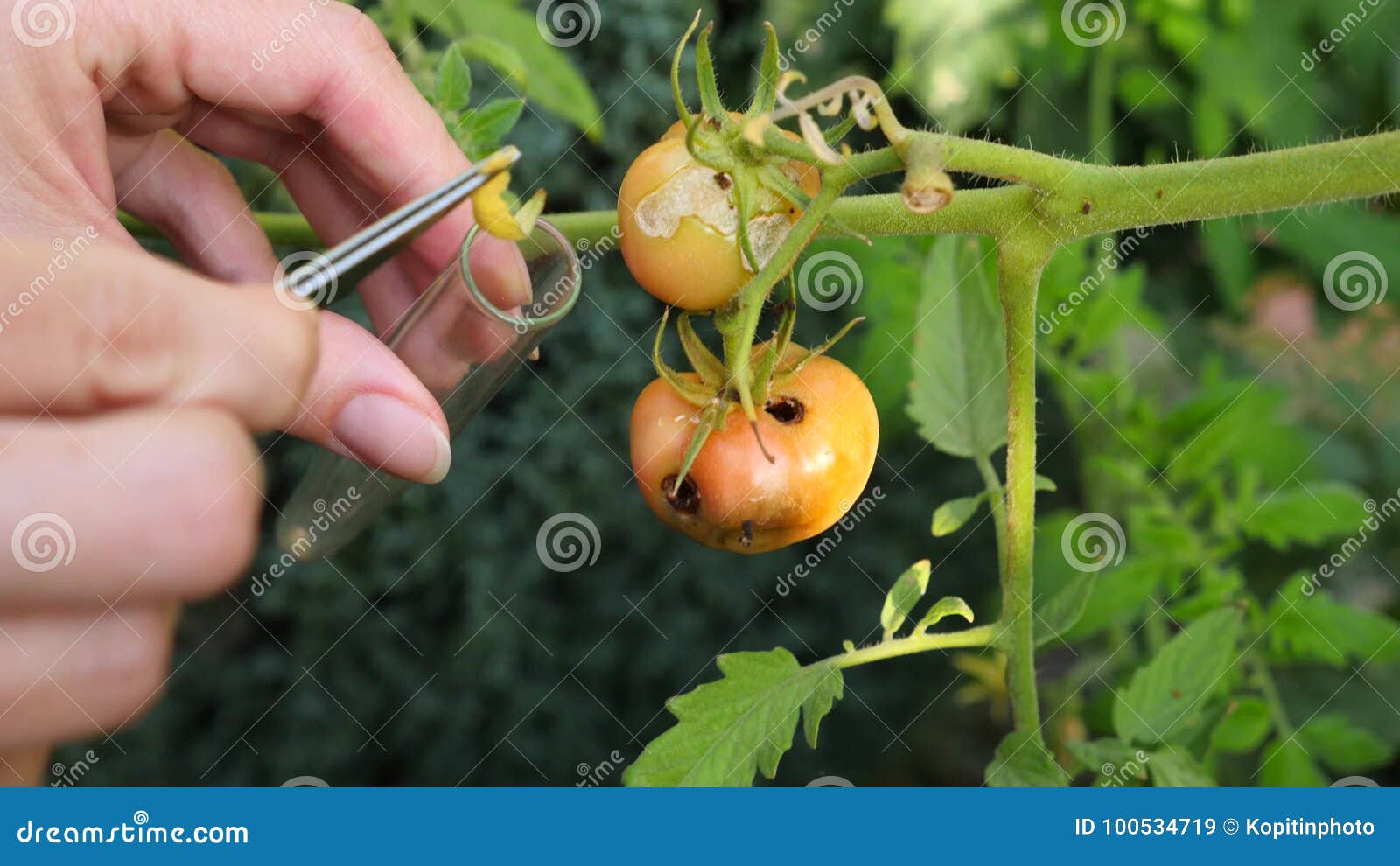 Study of the Development of Tomatoes. Genetic Engineering. Close-up 4k ...