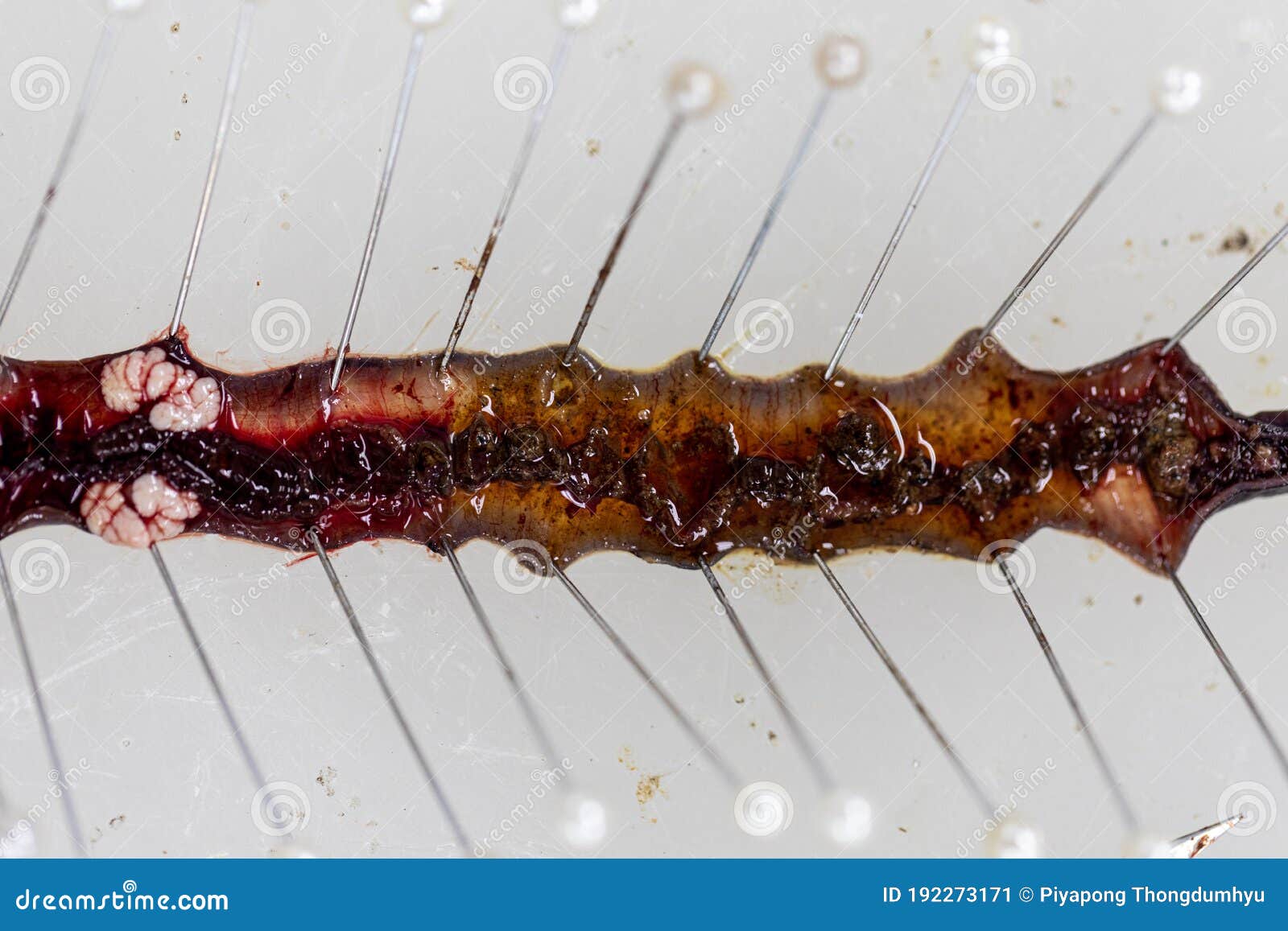 Study Earthworm in Laboratory. Stock Image - Image of muscular, cell ...