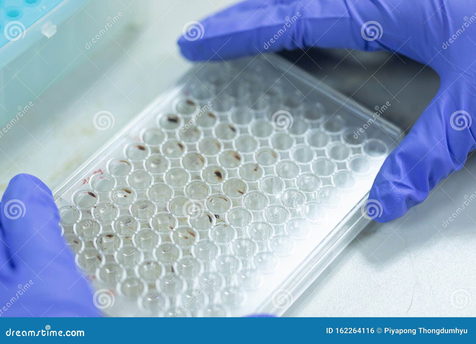Study of Fish Blood Composition. Stock Photo - Image of assay ...
