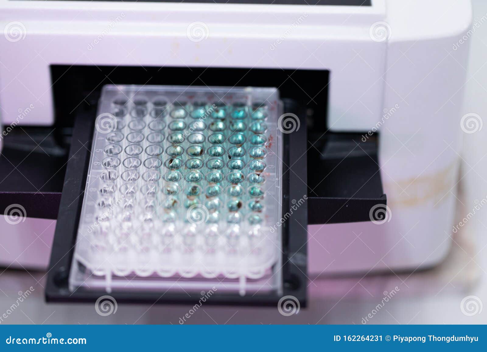 Fish Blood Smear, Erythrocytes With Micronucleus, 80X Light Micrograph ...