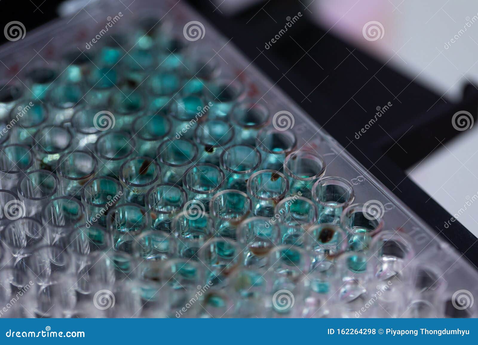 Fish Blood Smear, Erythrocytes With Micronucleus, 80X Light Micrograph ...