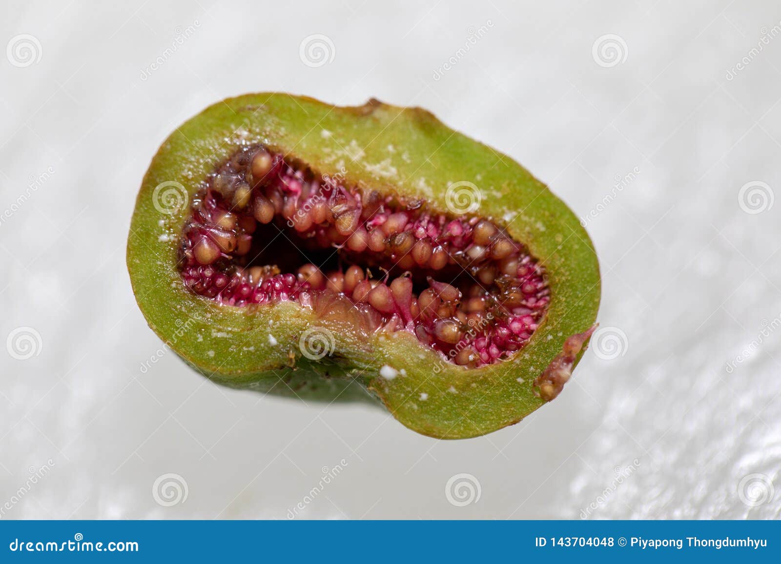 Study of Flowering and Fruit Structures. Stock Photo - Image of floral ...