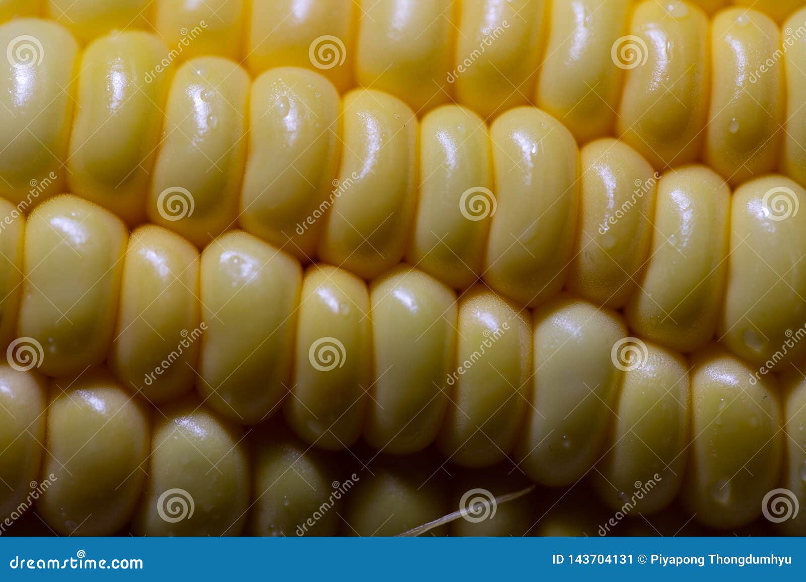 Study of Flowering and Fruit Structures. Stock Image - Image of floral ...