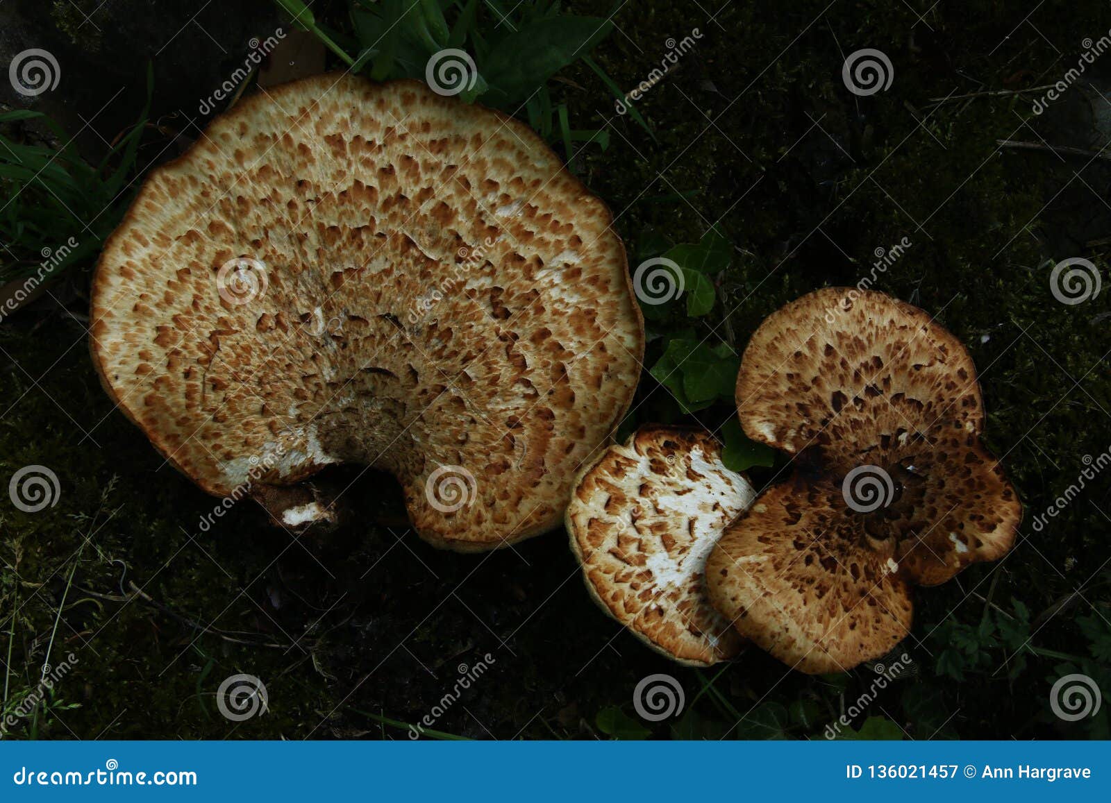 Study of Funghi stock image. Image of vegetable, organic - 136021457