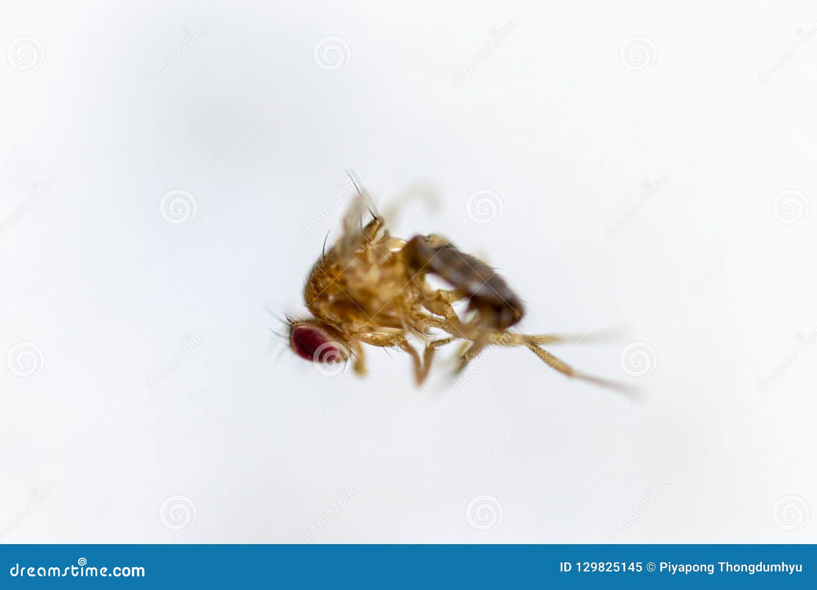 Study Genetic of Drosophila Melanogaster Fruit Fly, Vinegar Fly for ...