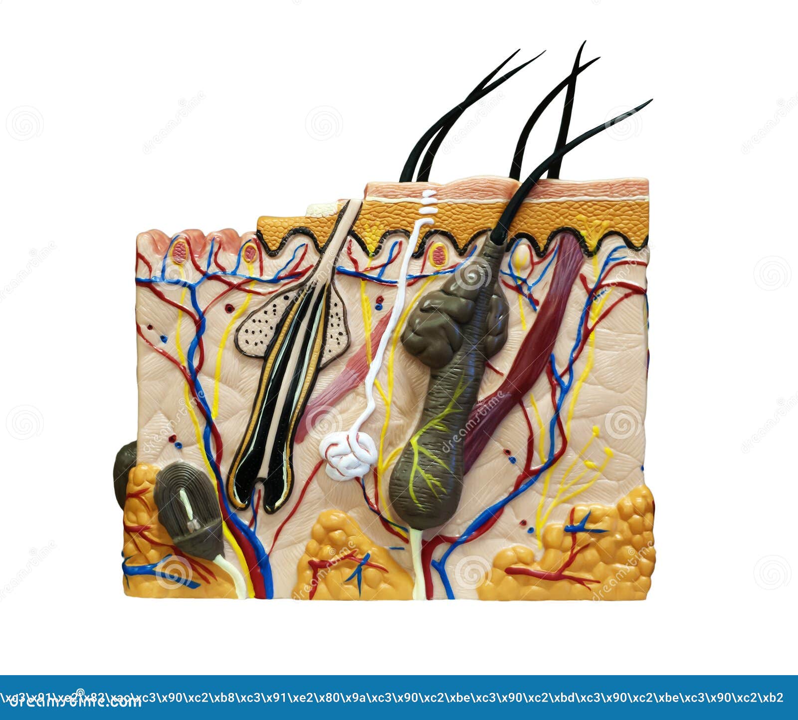 Study Guide - the Structure of Human Skin Stock Photo - Image of human ...