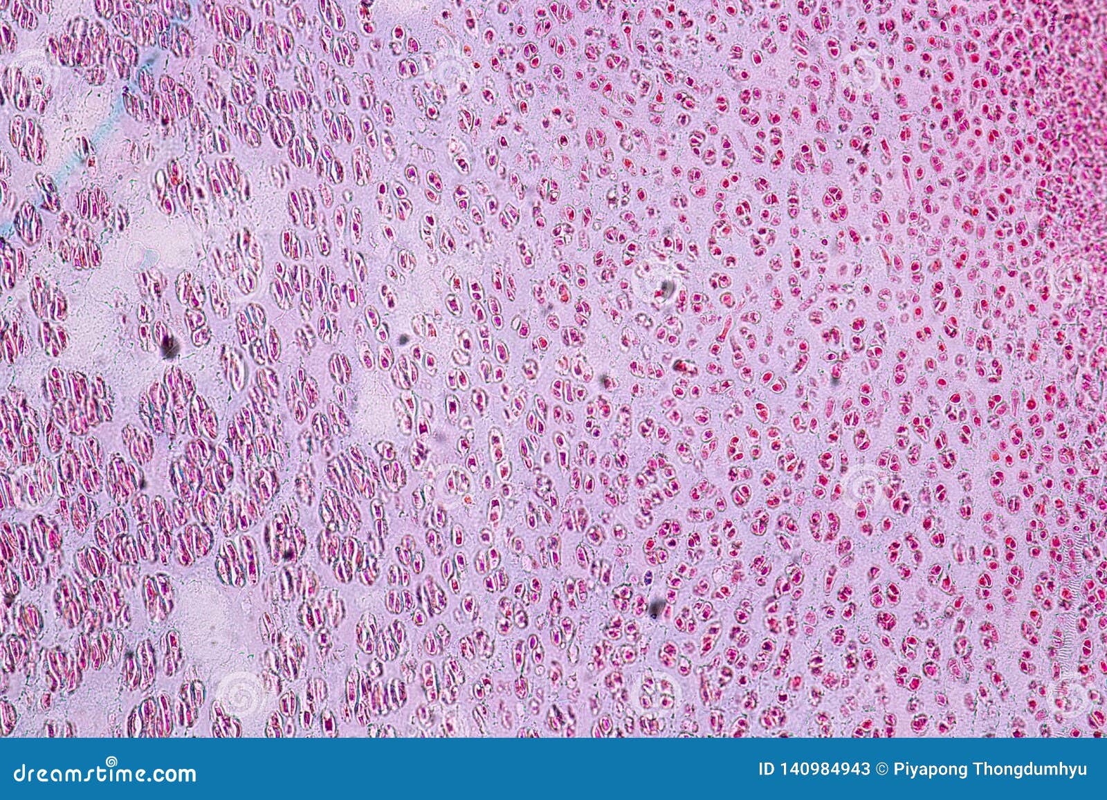 Study Histology of Human, Tissue Bone Under the Microscopic. Stock ...