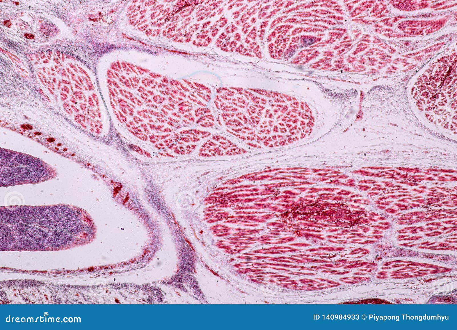 Study Histology of Human, Tissue Bone Under the Microscopic. Stock ...