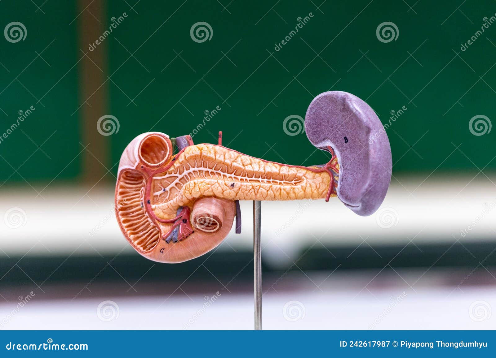 Human Parts Model in Science Lab. Stock Image - Image of bone, bones ...