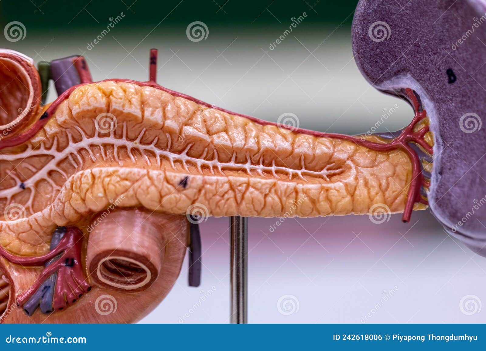 Human Parts Model in Science Lab. Stock Photo - Image of anatomy ...