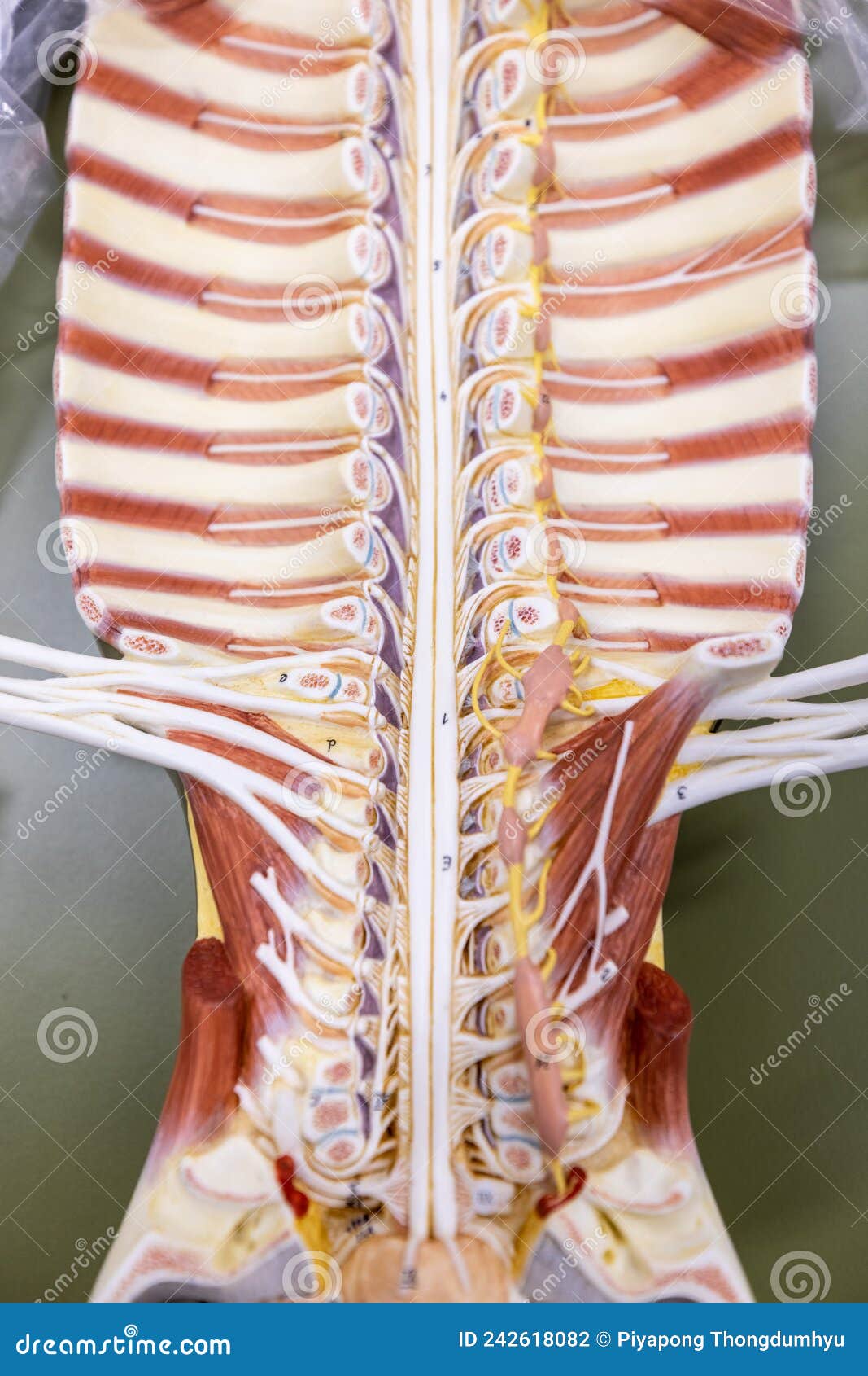 Human Parts Model in Science Lab. Stock Photo - Image of body, learning ...