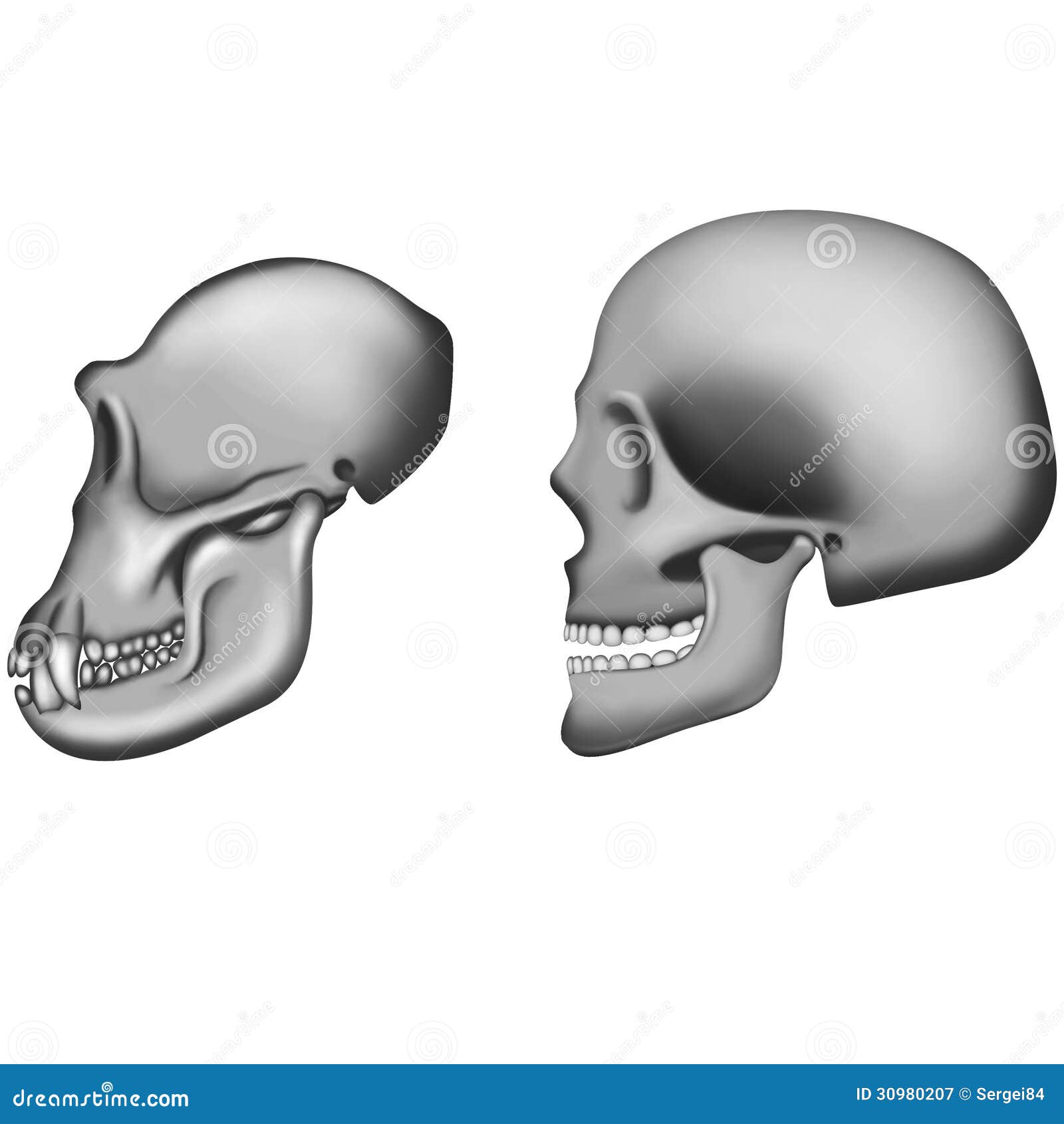 Study of Man stock illustration. Illustration of anatomy - 30980207