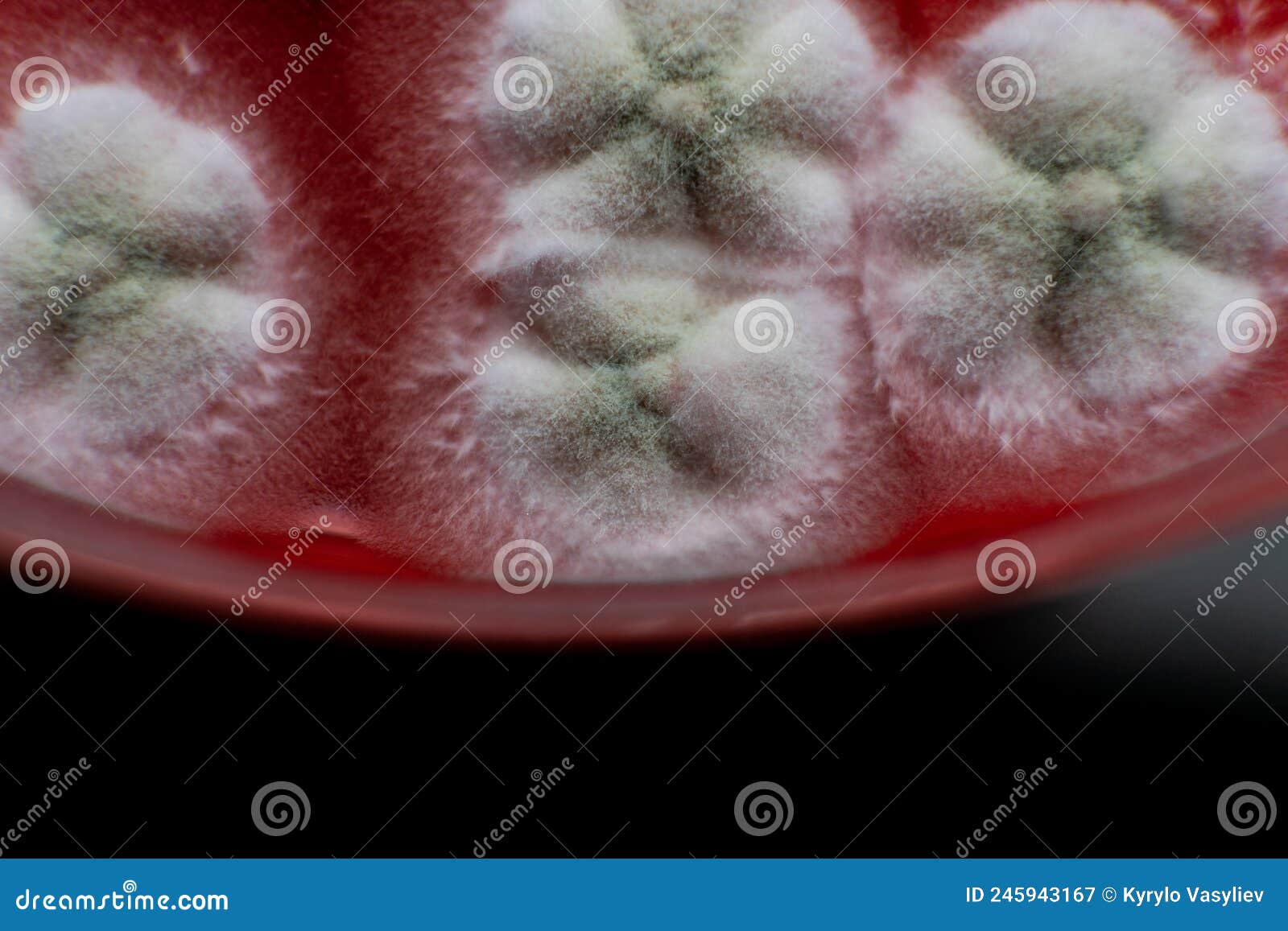 Study of Mold and Bacteria in a Petri Dish with Red Agar. Mold Spores ...