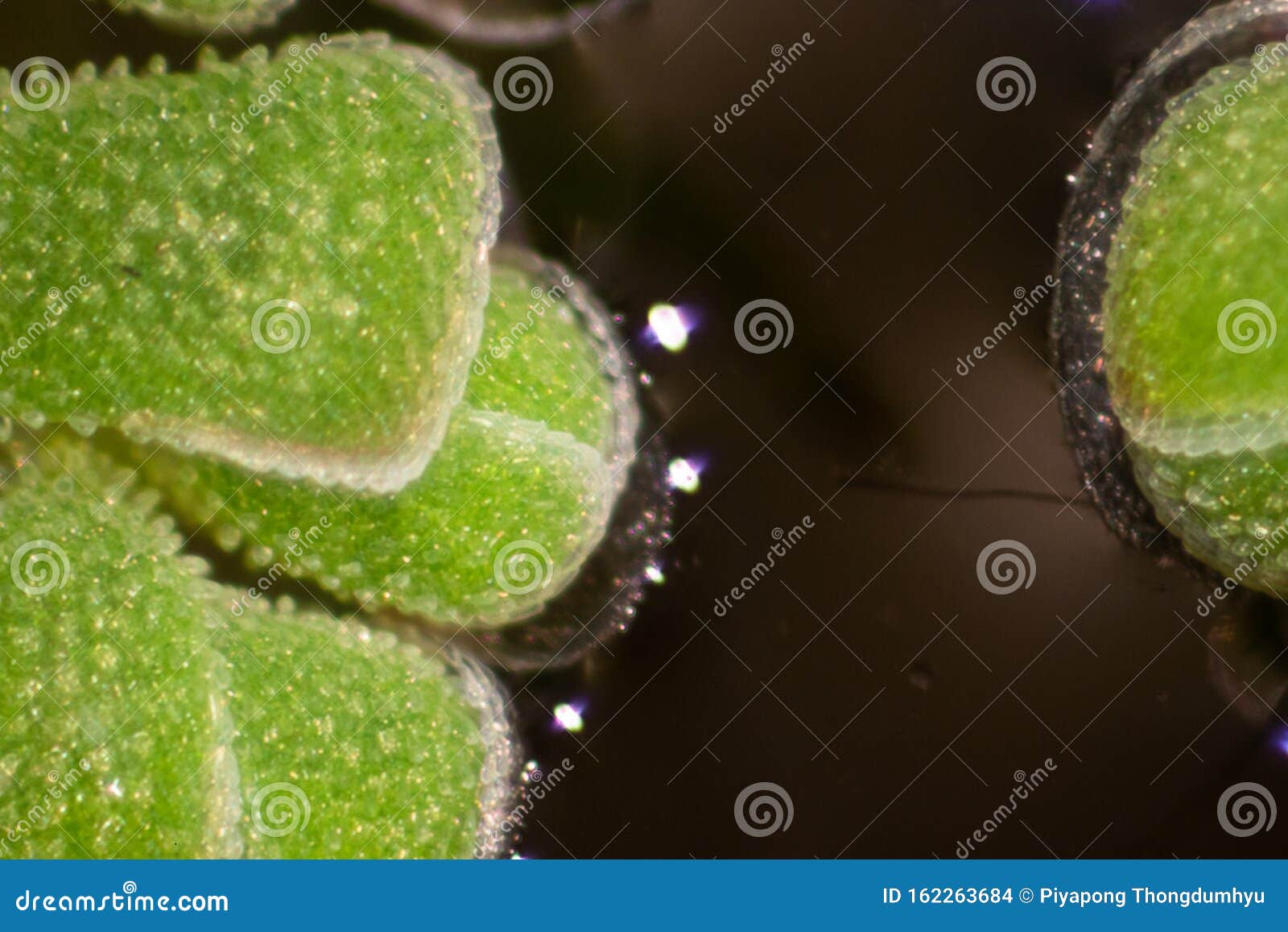 Mosquito Ferngenus Azolla is Species of Aquatic Ferns Under the ...