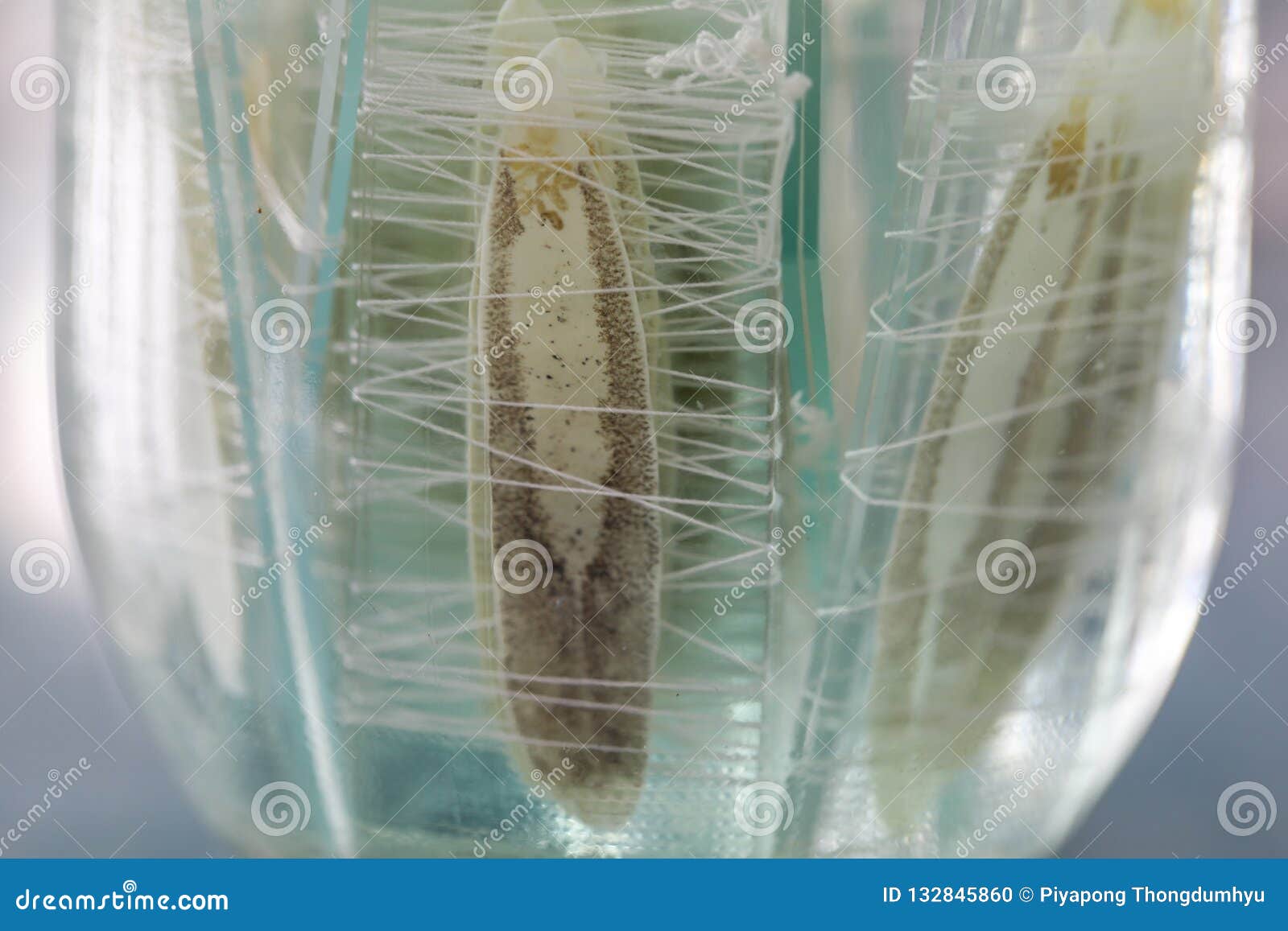 Parasite or Worms is a Freshwater Fish Parasite in Laboratory for ...