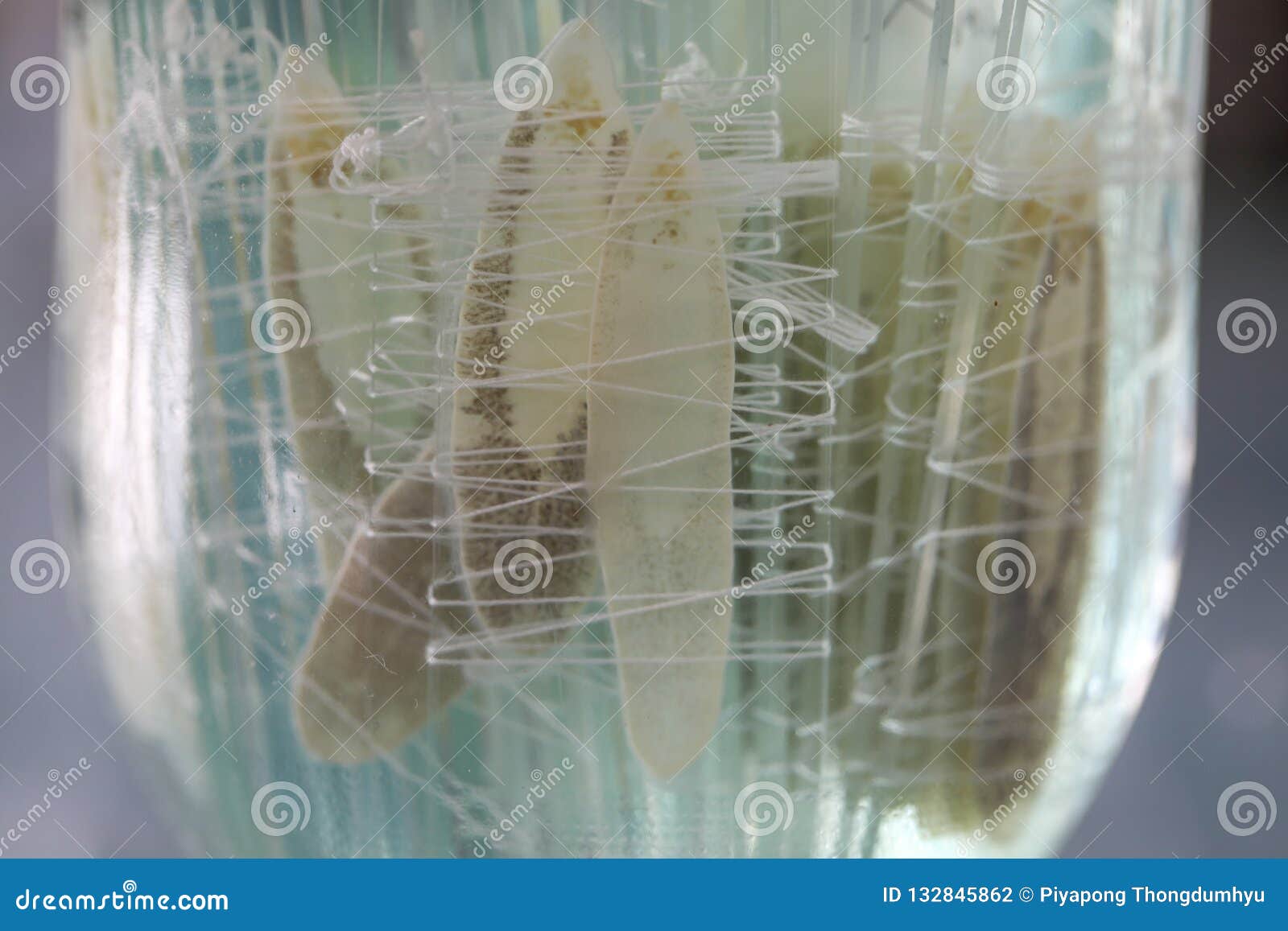 Parasite or Worms is a Freshwater Fish Parasite in Laboratory for ...