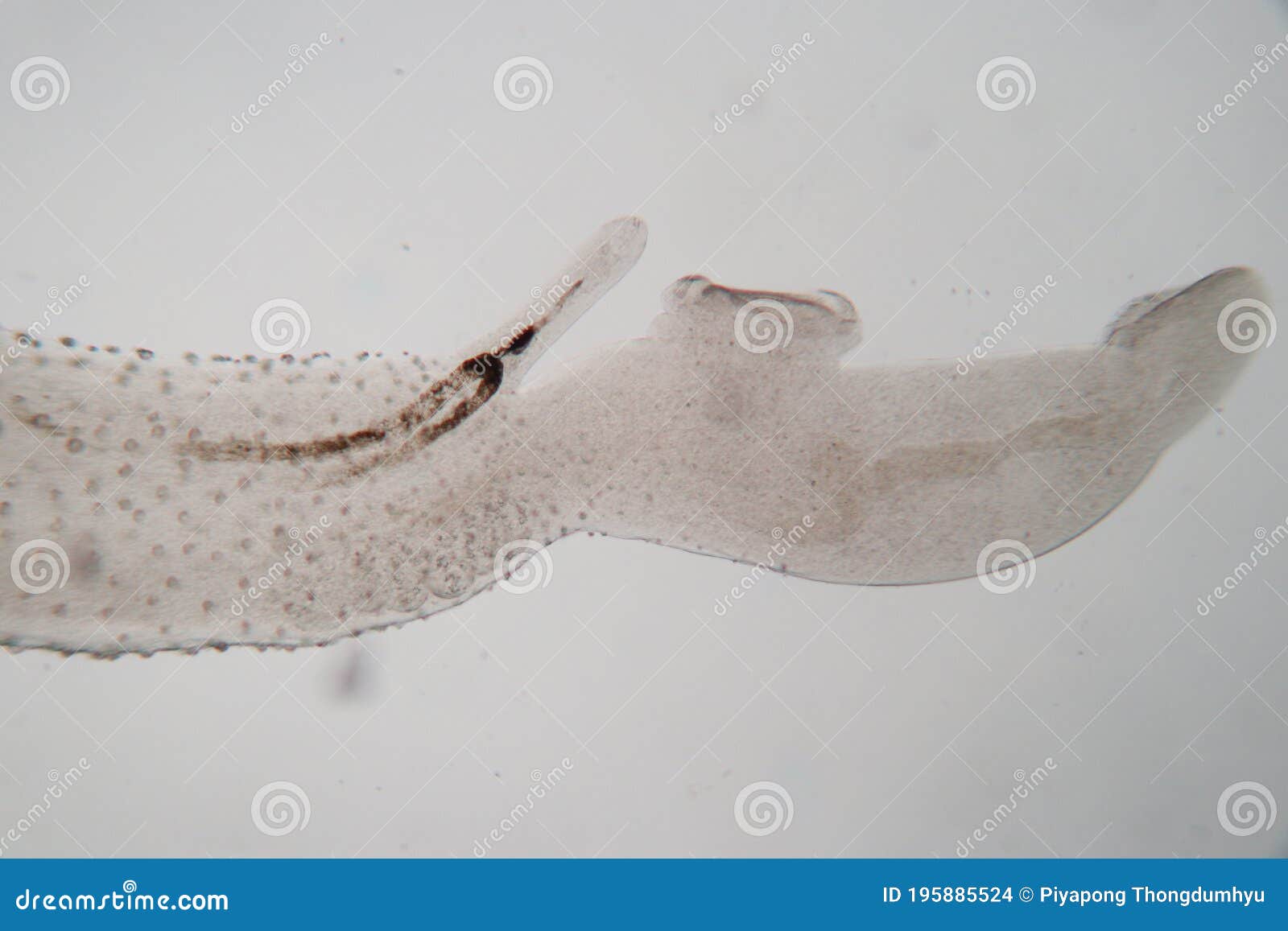 The Study Parasite Or Worms Is A Freshwater Fish Parasite In Laboratory ...