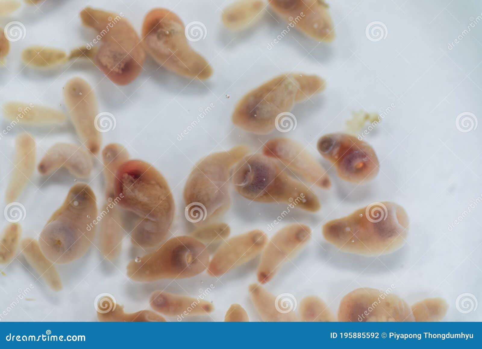 The Study Parasite or Worms is a Freshwater Fish Parasite in Laboratory ...