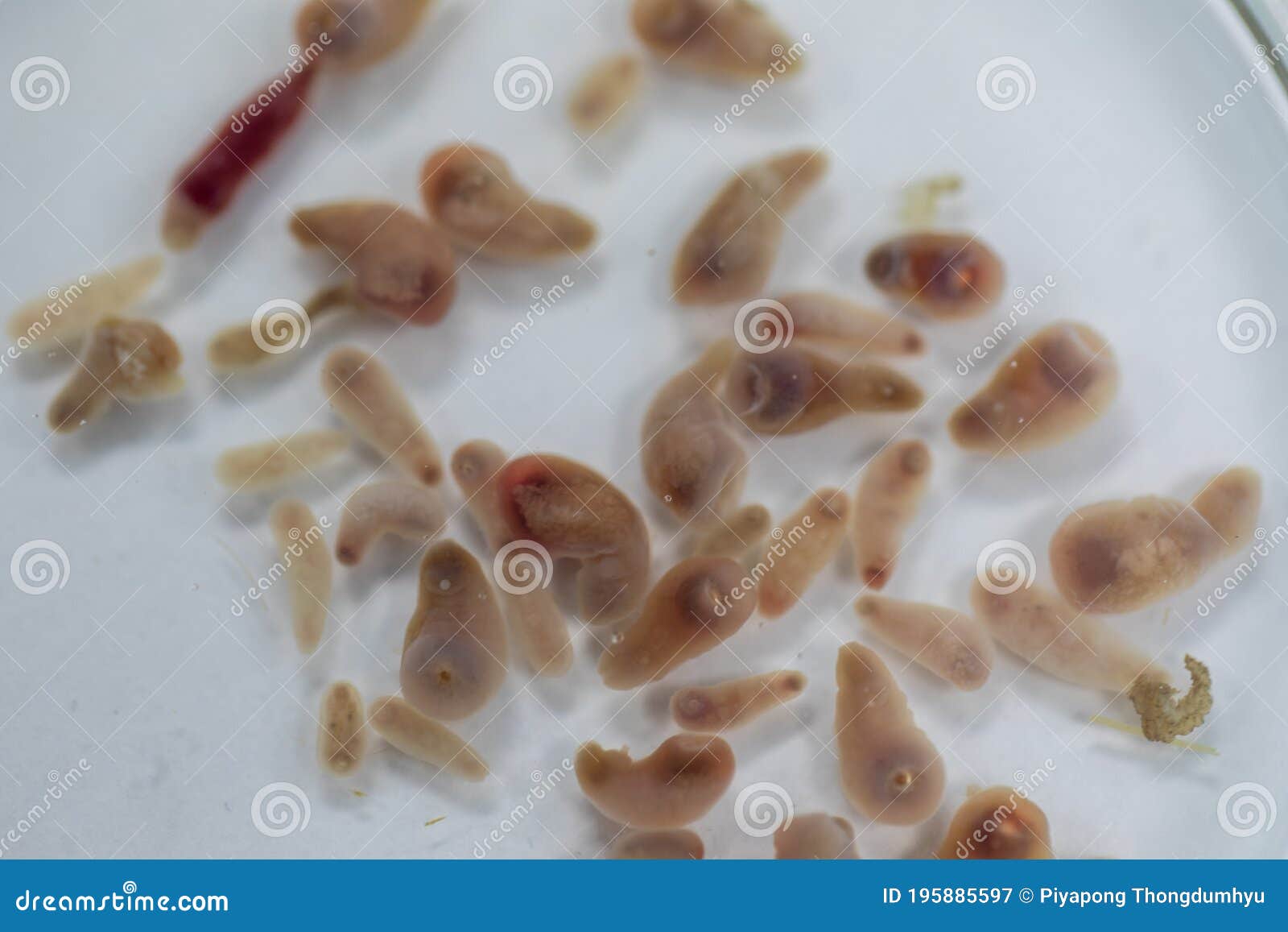 The Study Parasite or Worms is a Freshwater Fish Parasite in Laboratory ...